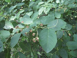 SHADBUSH, Amelanchier canadensis - Newton Conservators