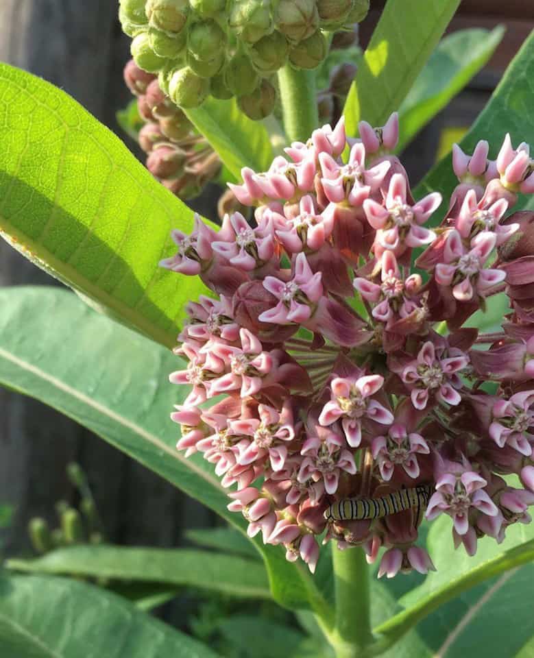 Pollinator Charts - Newton Conservators