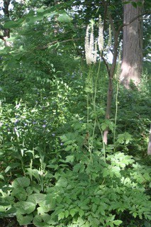 Newton Commonwealth Golf Course - Newton Conservators