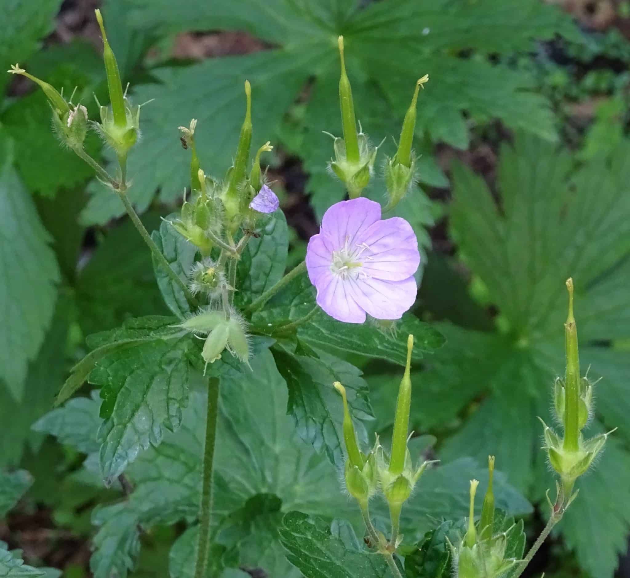 Newton Commonwealth Golf Course - Newton Conservators