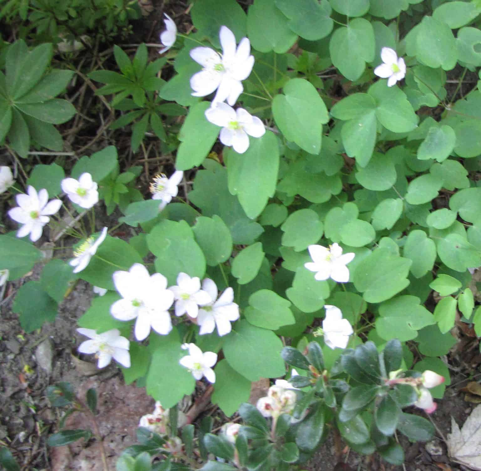 Newton Commonwealth Golf Course - Newton Conservators