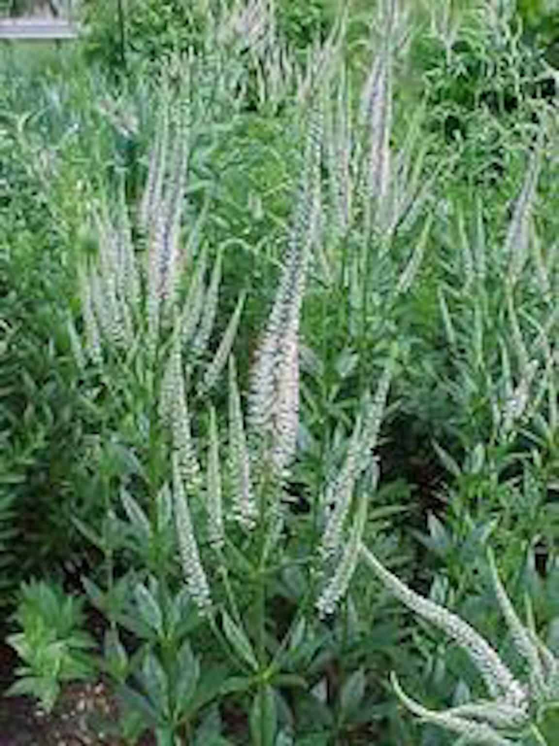 Newton Commonwealth Golf Course - Newton Conservators