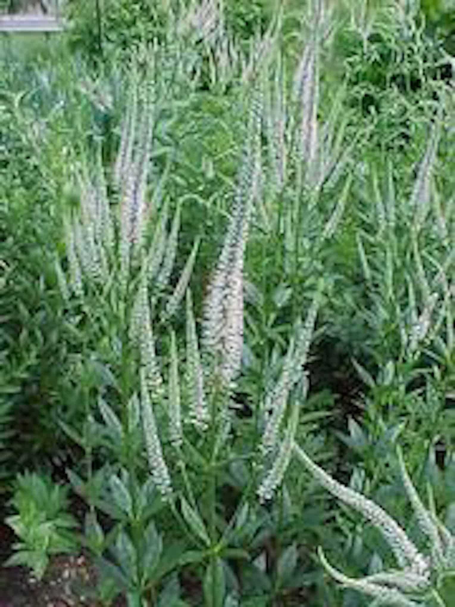 Walking, Biking, and Canoe Routes - Newton Conservators